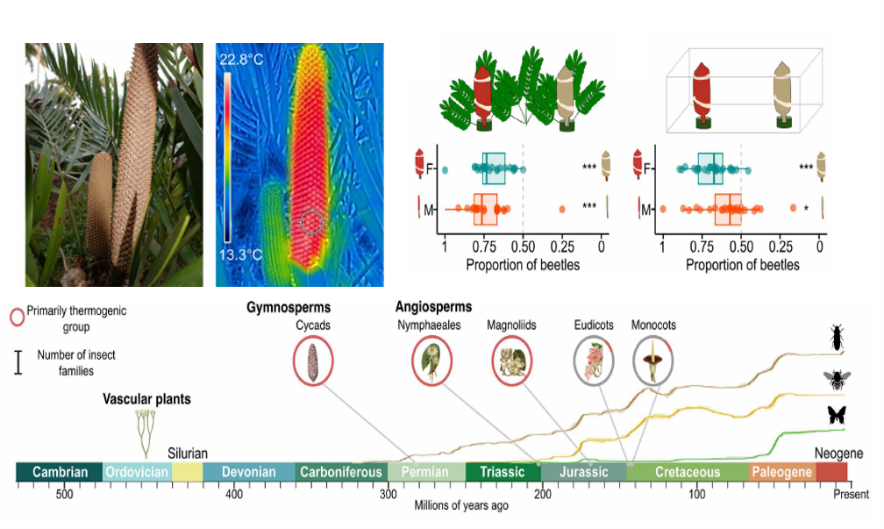 Pollination before flowers: Infrared as ancient pollination cue | Plantae