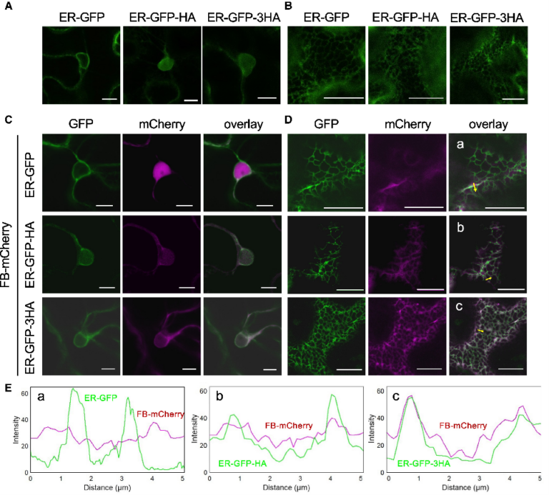 An antibody-based probe enables visualization of active viral ...
