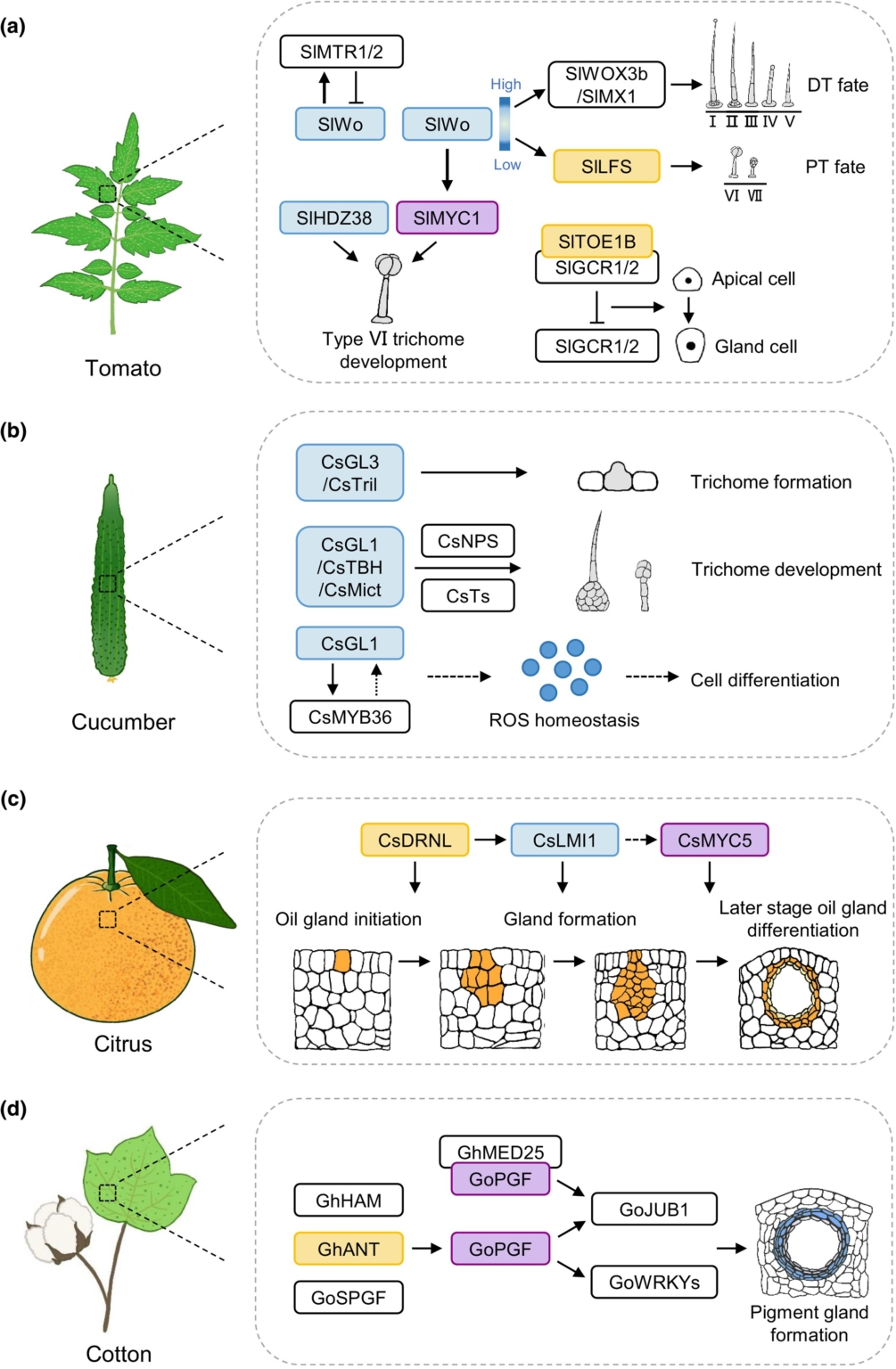 Review: Epidermis-derived secretory structures | Plantae