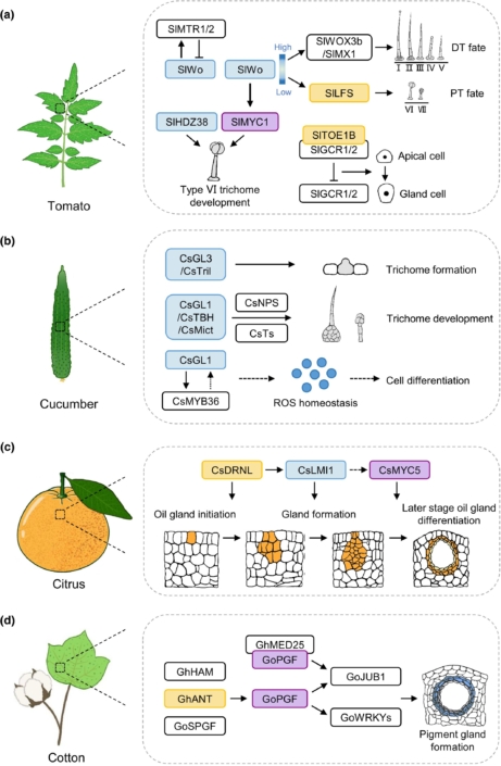 Review: Epidermis-derived secretory structures | Plantae