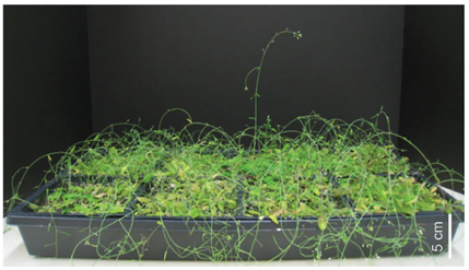 Plant Science Research Weekly: January 30, 2026 | Plantae