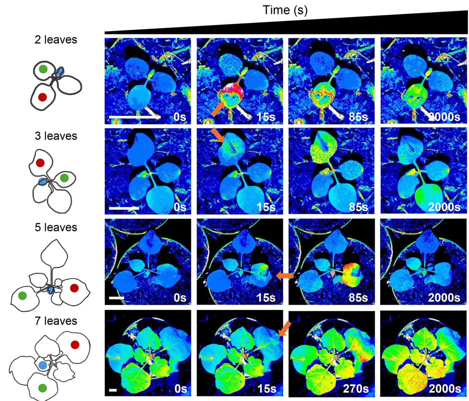 Macro Plant Projection Imaging (MAPPI): An open, scalable platform for ...